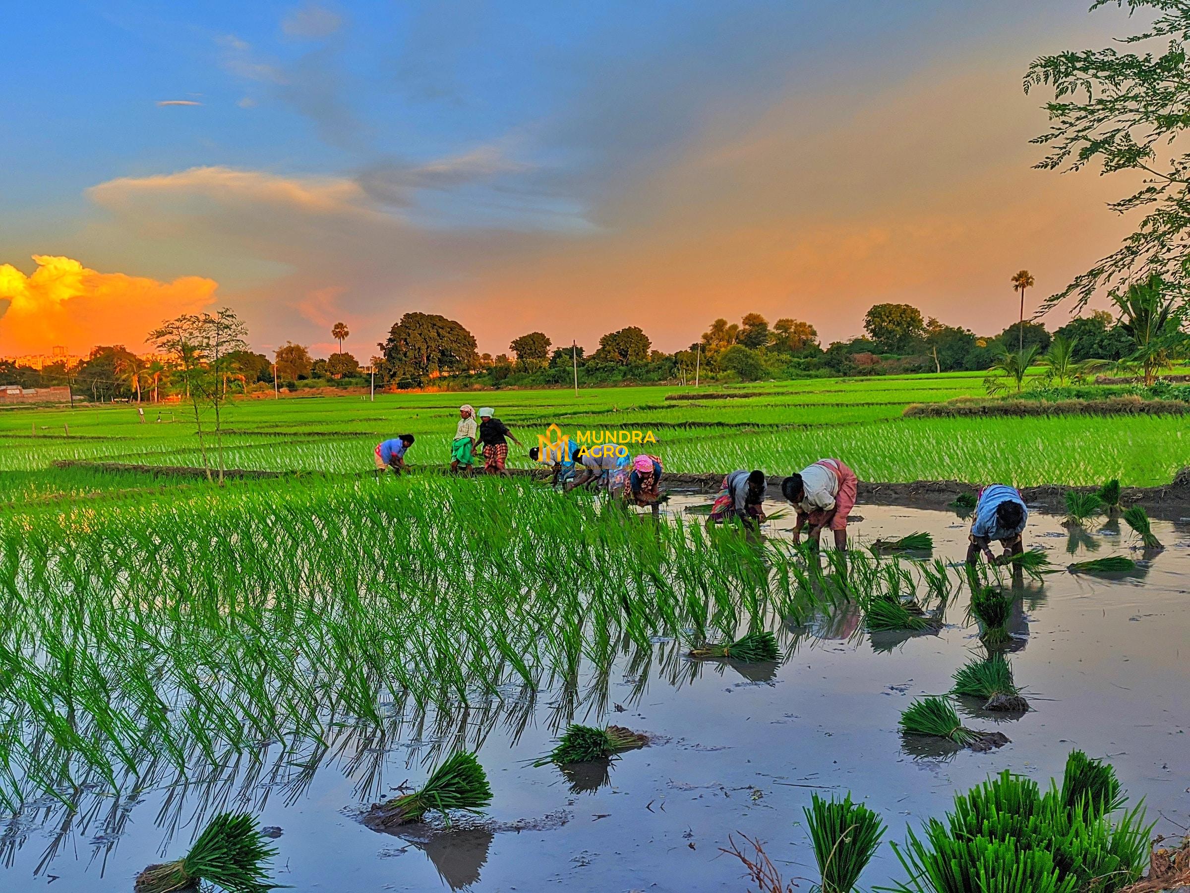 Mundra Agro – India's Leading Rice Miller and Exporter